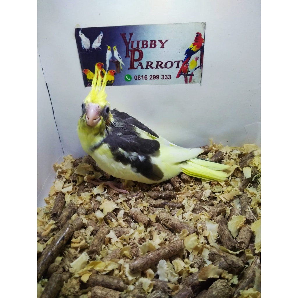 Jual Burung Falk / Parkit australia jenis pied | Shopee Indonesia