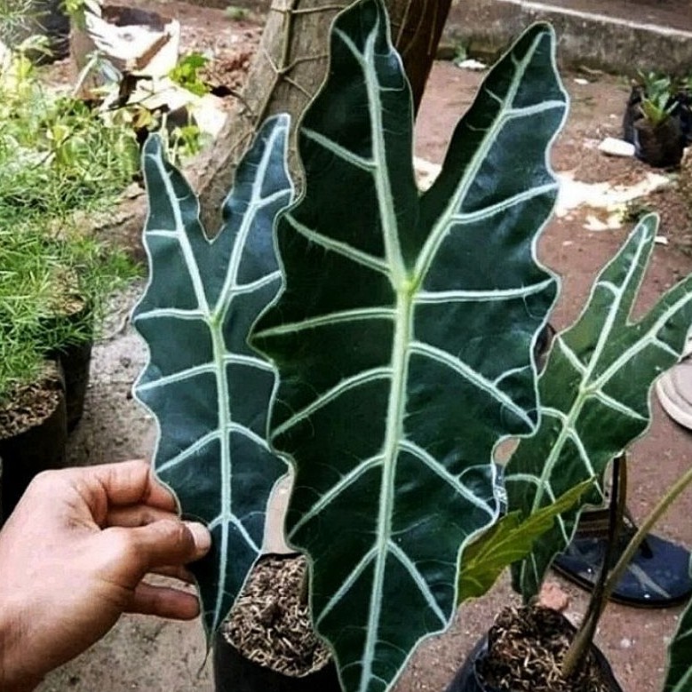 Jual Tanaman Hias Keladi Amazon / Bunga Hias Caladium Alocasia ...