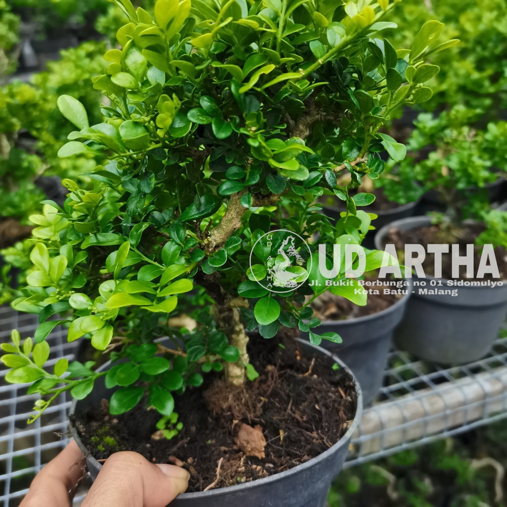 Jual Bonsai Kemuning ~ UD ARTHA BONSAI Indonesia|Shopee Indonesia