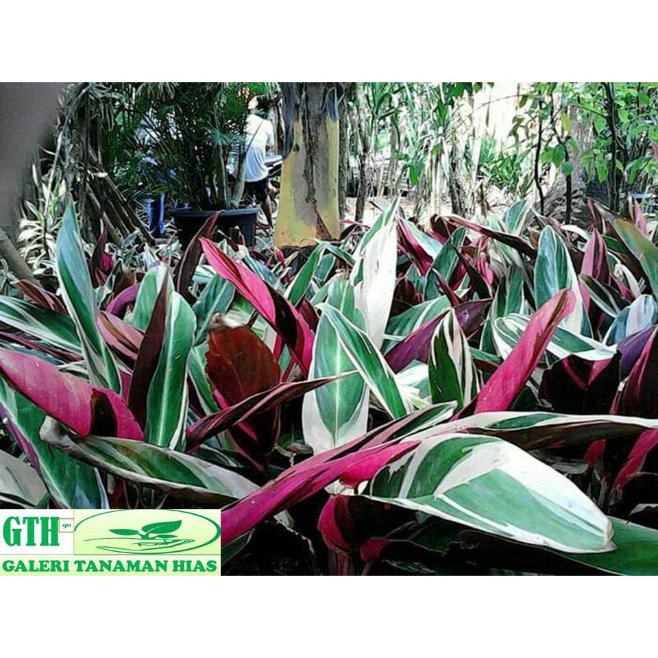 Jual Tanaman hias meranti bali | Bunga meranti | Tanaman meranti ...