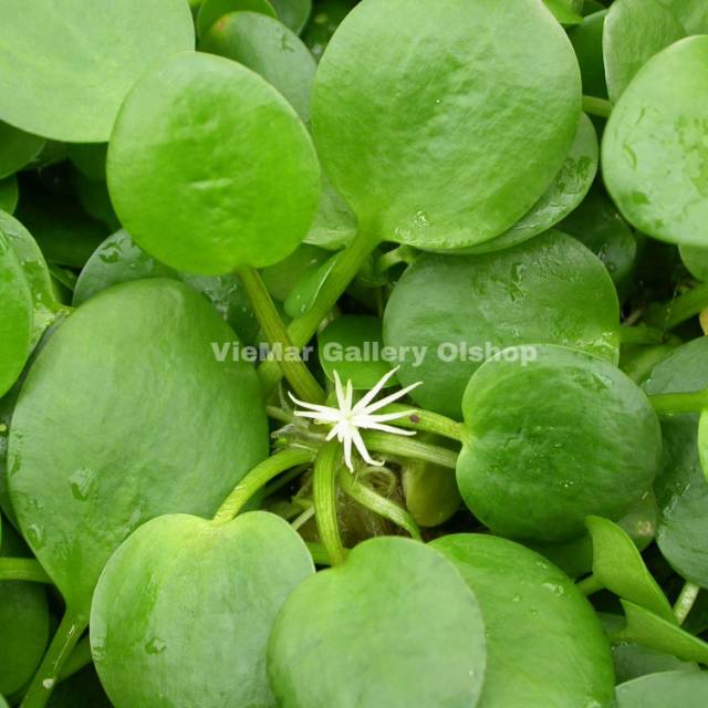 Jual Tanaman Air Apung Amazon Frogbit Super Limnobium laevigatum ...