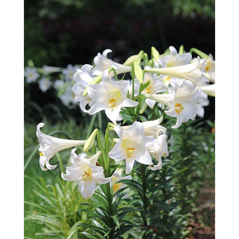 Jual BUNGA POTONG EASTER LILY SEGAR LANGSUNG DARI KEBUN | Shopee Indonesia