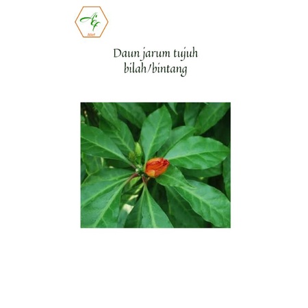 Jual DAUN JARUM TUJUH BILAH/ BINTANG UNTUK KANKER | Shopee Indonesia