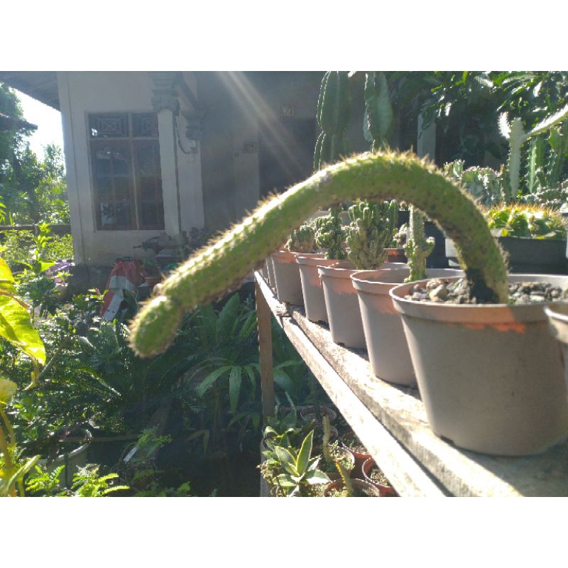 Jual Kaktus Ekor Tupai Kuning | Shopee Indonesia