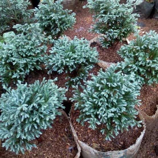 Jual tanaman Cemara perak | Shopee Indonesia
