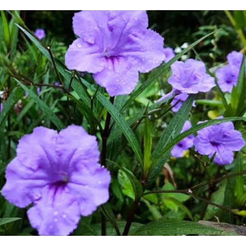 Jual tanaman hias obat | ruellia tuberosa | kencana ungu | Shopee Indonesia