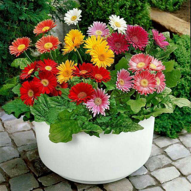 Paling Populer 25+ Gambar Foto Bunga Gerbera - Gambar Bunga Indah