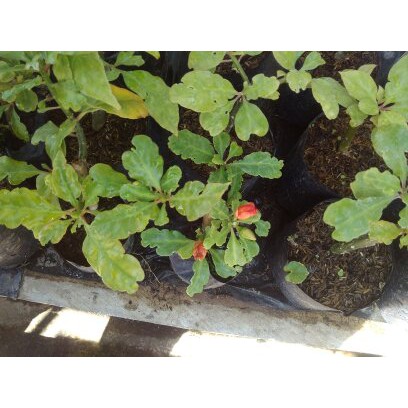 Ini Dia! 16+ Tanaman Bunga Jarum Tujuh Bilah Kekinian - Informasi ...