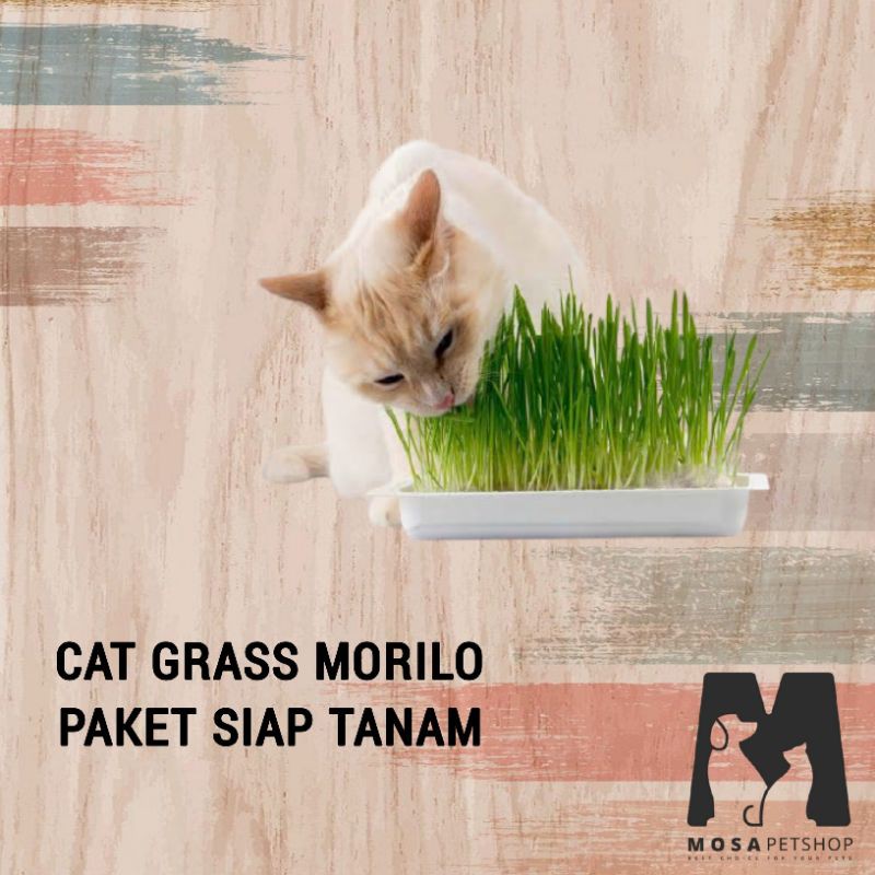 Jual Rumput Kucing Paket Siap Tanam Cat Grass Indonesia|Shopee Indonesia
