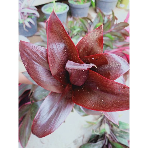 Jual tanaman hias hanjuang mini | andong mini merah | hanjuang kemoceng ...