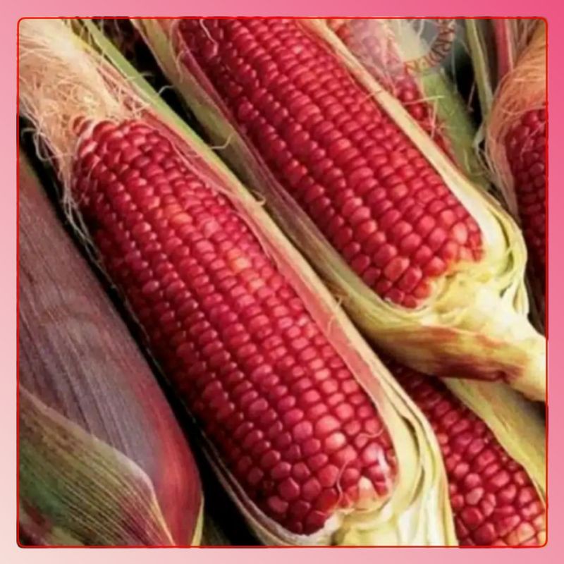 Jual Benih Jagung ungu cap panah merah | Shopee Indonesia