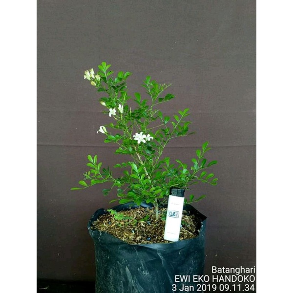 Jual kemuning micro bahan bonsai dan tanaman hias Indonesia|Shopee ...