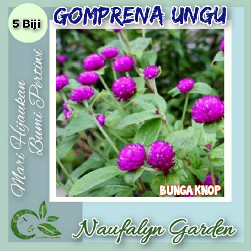 Jual 5 Benih Bunga Gomprena Ungu Bunga Knop Biji Bibit Bunga Hias Taman ...
