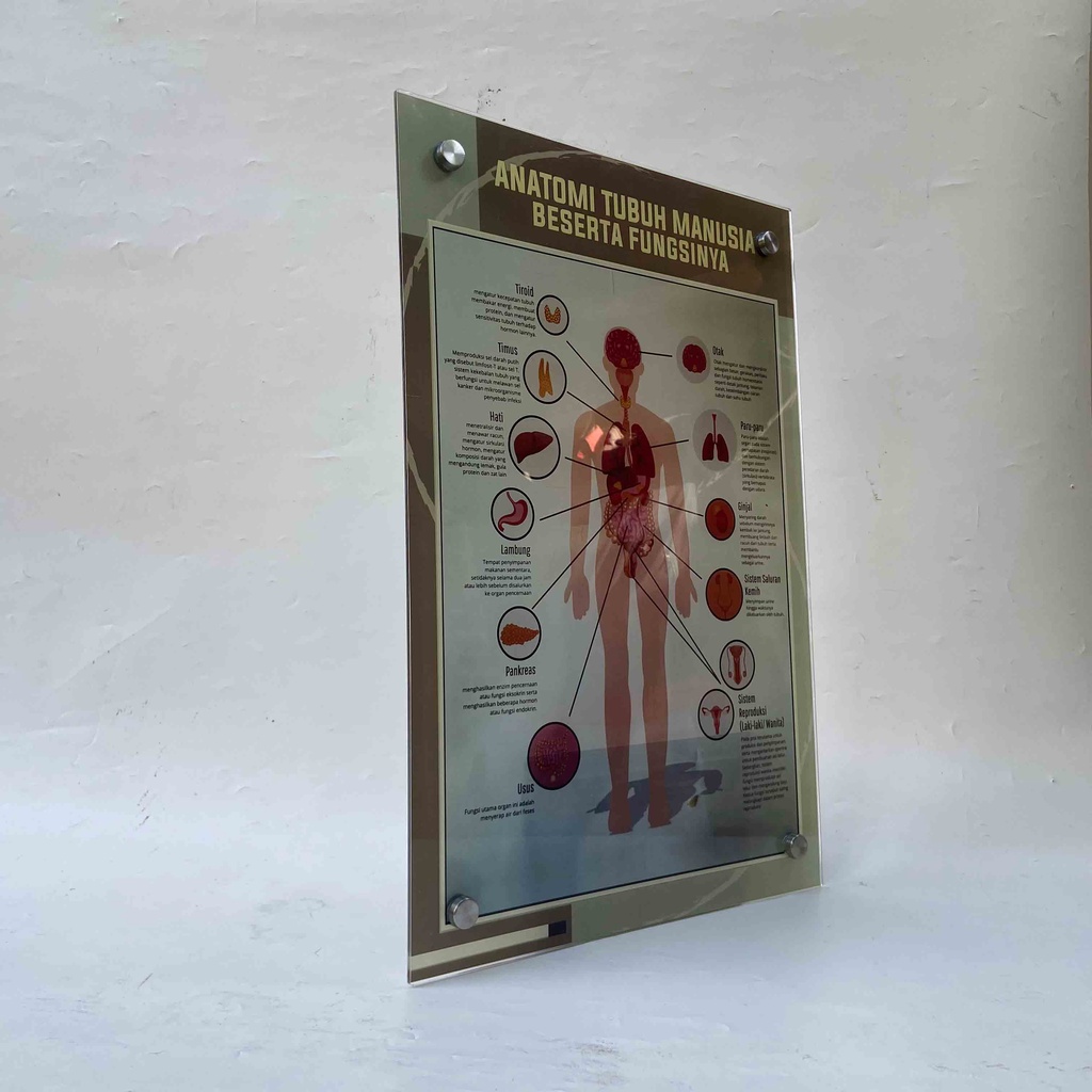 Jual Elegan!! Poster Akrilik Anatomi Tubuh Manusia, Poster Anatomi ...