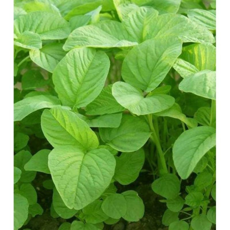 Jual benih bayam cabut loli | Shopee Indonesia