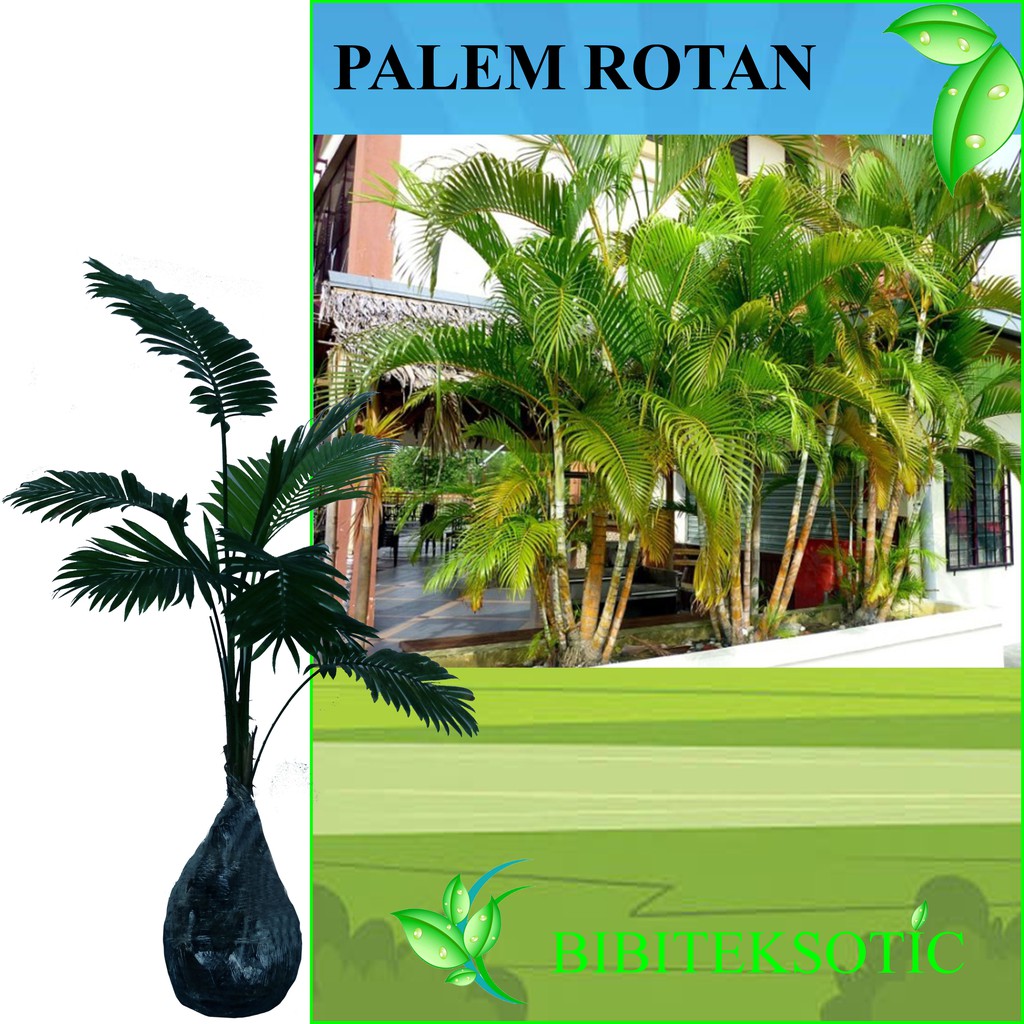 Jual Tanaman Palem Rotan (Tinggi 25-35 cm) Indonesia|Shopee Indonesia