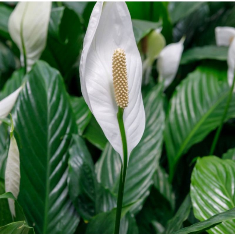 Jual tanaman peace lily bunga putih tanaman in door atau teduh | Shopee ...