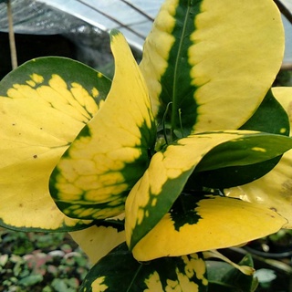 Jual Tanaman Hias Puring Telur / puring telor , Apel Rimbun murah ...