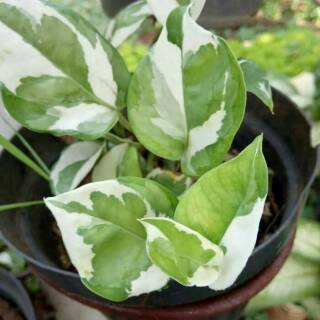 Jual Tanaman hias sirih gading enjoy - pohon sirih gading koin ...