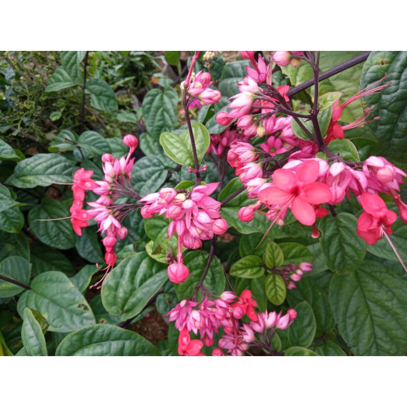 Jual TANAMAN BUNGA NYONYA NYEPAH | Shopee Indonesia