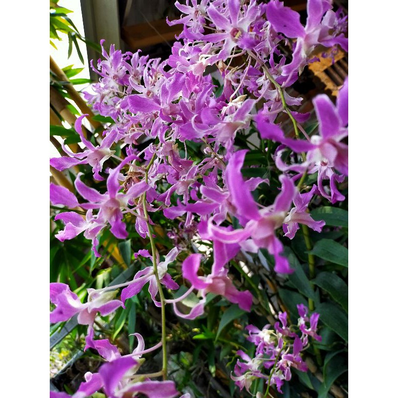 Harga Dendrobium Superbiens Terbaru Okt 2024 |BigGo Indonesia