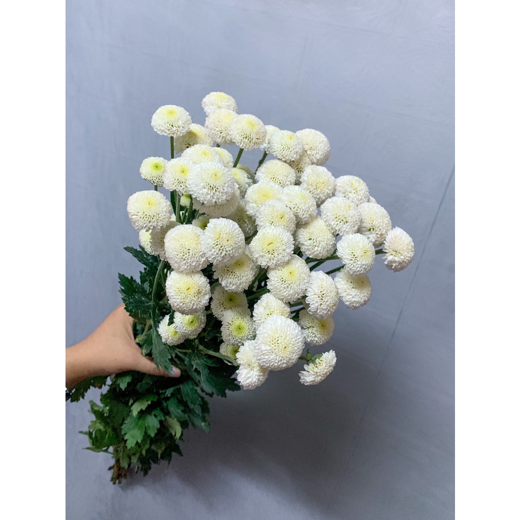 Jual Calimero Putih / bunga potong | Shopee Indonesia