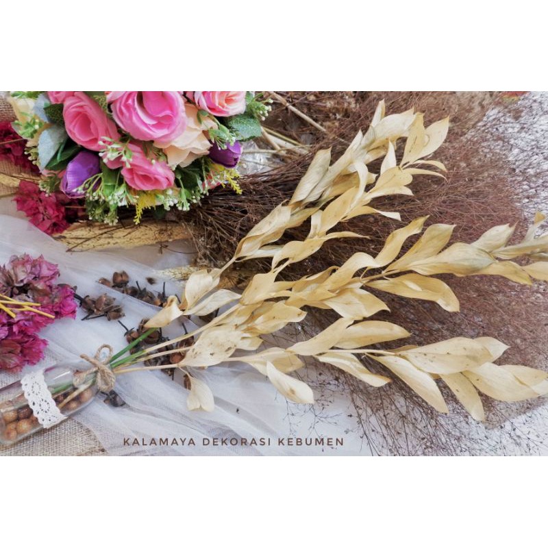 Jual Hiasan Buket Bunga Untuk Dekorasi Rustik Daun Ruskus Kering Sikas ...