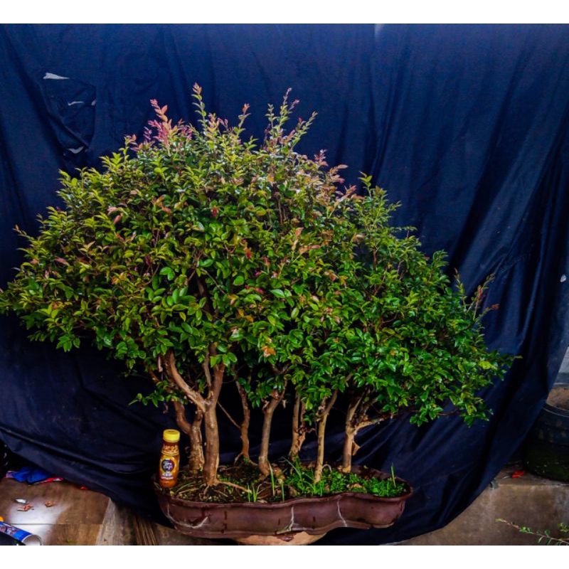 Jual bonsai anggur brazil,gaya hutan forest.(grouping.) realpict ...