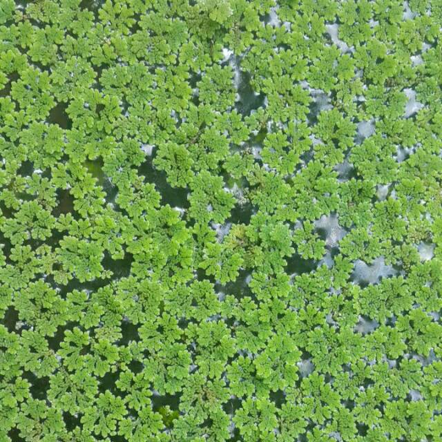 Azola, azola mikrophyla, bibit azola, rumput azola, tanaman azola ...