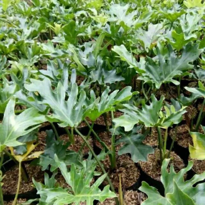 Jual PROMO!!! Tanaman Hias Murah Philodendron Selloum/Tanaman pilo jari ...