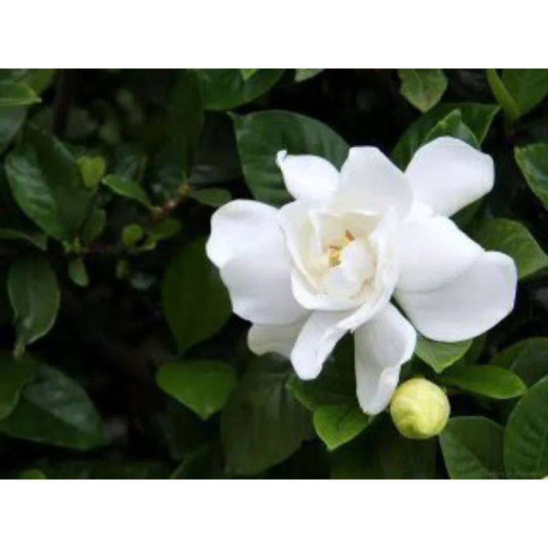 Jual tanaman hias bunga ceplok piring atau kaca piring warna putih ...