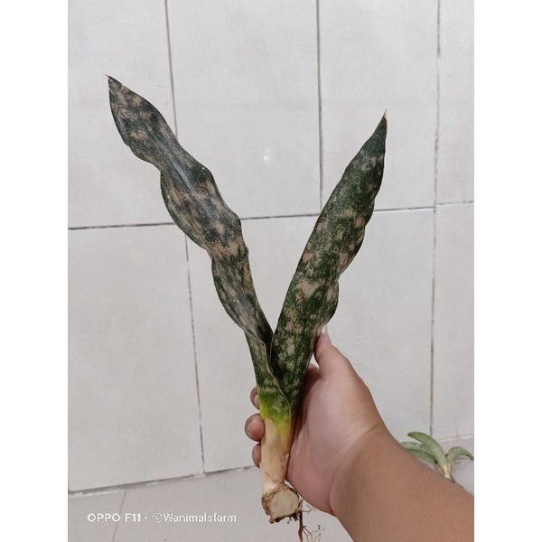 Jual SANSEVIERIA sansiviera sansevera KIRKI BROWN normal (dari indukan VARIGATA) | Shopee Indonesia