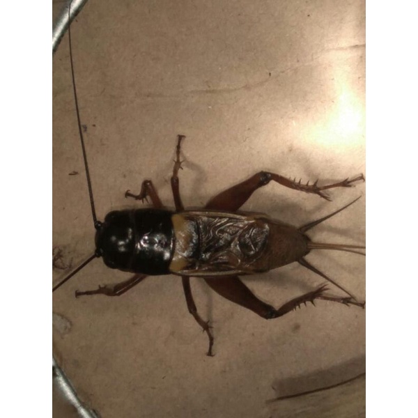 Jual Jangkrik Aduan gigi bagus jangkrik alam jangkrik liar | Shopee ...