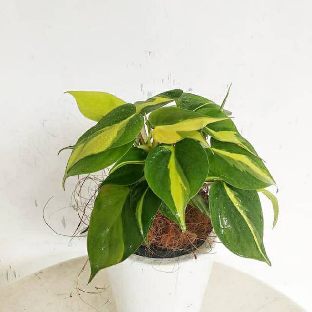 Jual Tanaman Hias Hidup Philo Brazil - Bibit Tanaman Philo Brazil ...