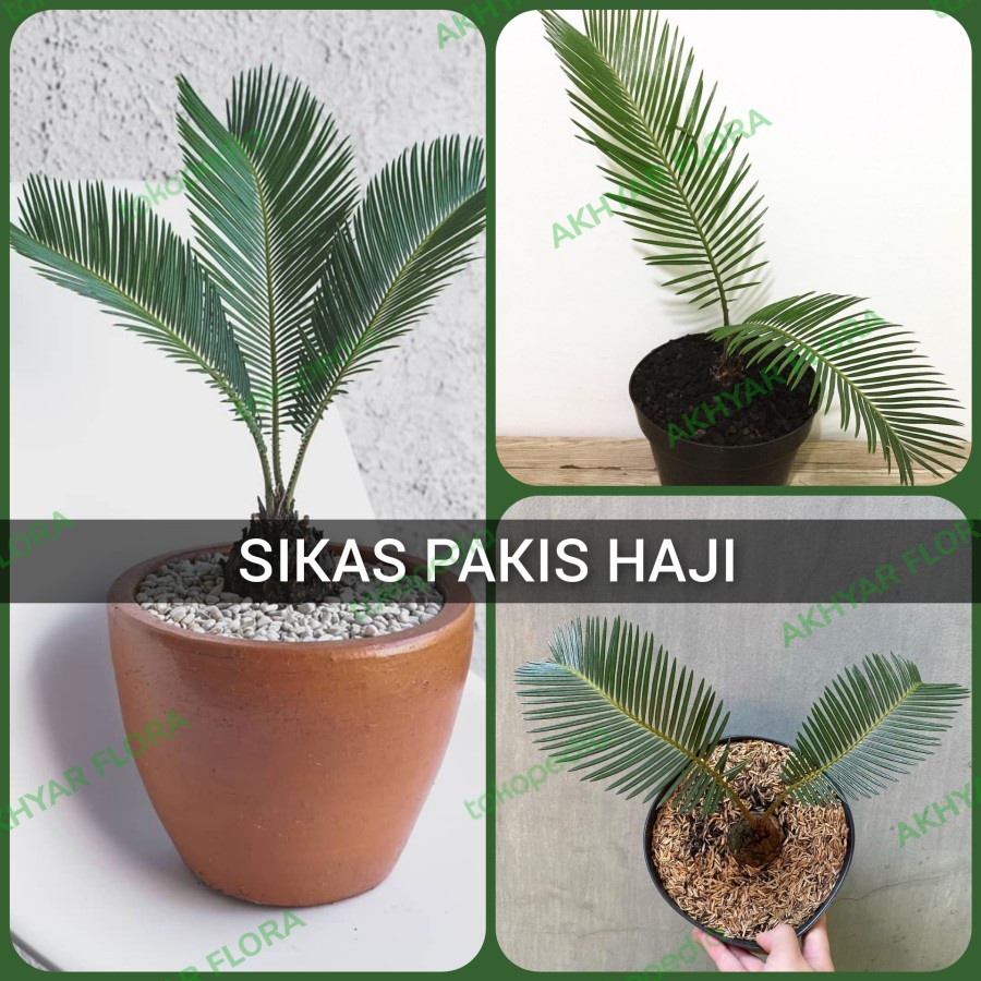 Jual Sikas Jambe Tanaman Hias Pakis Haji Sikas Mawar Jambe | Shopee ...