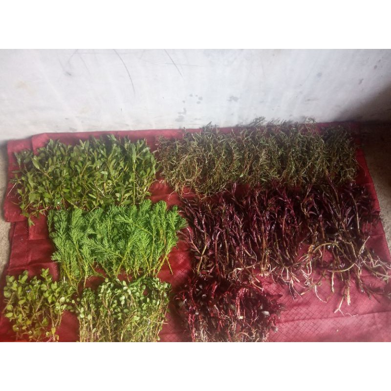 Jual paket hemat 50 batang stemplant di mix (random) | Shopee Indonesia Jual paket hemat 50 batang stemplant di mix (random) | Shopee Indonesia