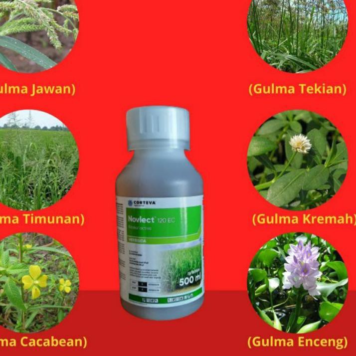 Jual Bagus Herbisida Novlect | herbisida tanaman padi | obat gulma padi ...
