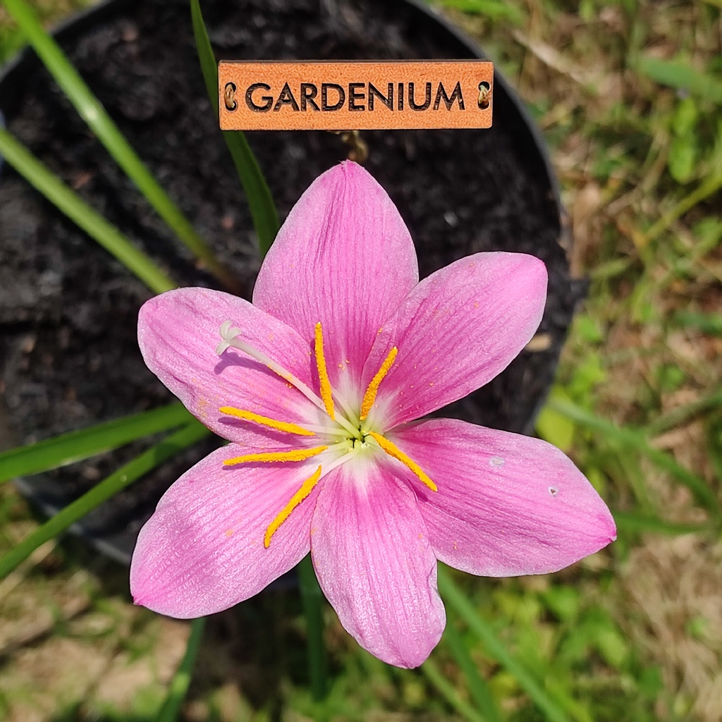 Jual Umbi Bunga Rain Lily Carinata - Zephyranthes Carinata (Rosepink ...