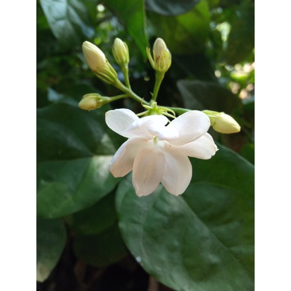 Jual MELATI | Shopee Indonesia
