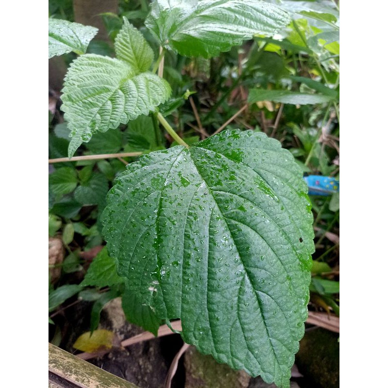 Jual Daun jelatang daun gatal segar | Shopee Indonesia