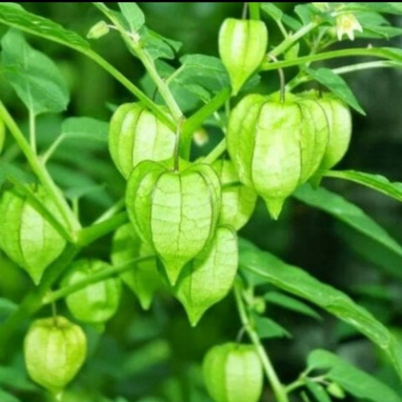 Jual Pohon Ciplukan / Cecendet Tanaman Herbal Bibit Pohon Ciplukan ...