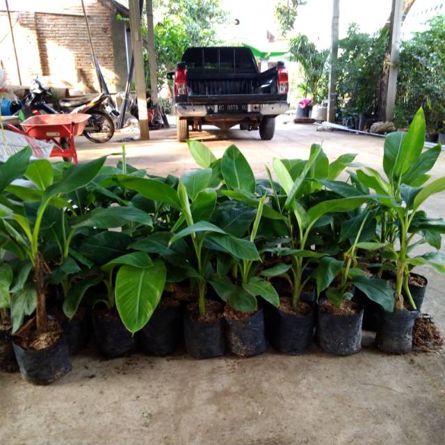 Jual 10 paket Bibit pisang raja | Shopee Indonesia
