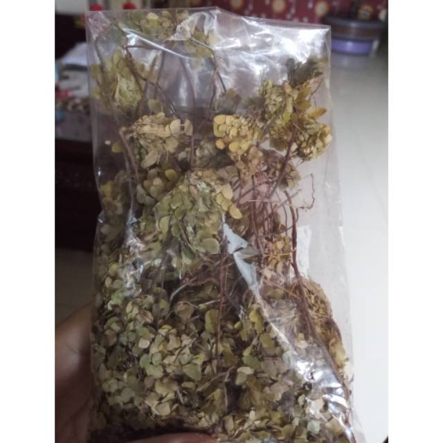 Jual Rumput kebar Papua | Shopee Indonesia