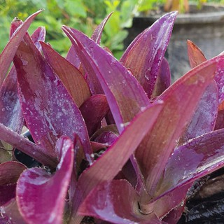 Jual Tanaman hias bungah Hati ungu ( Purple heart / Tradescantia ...