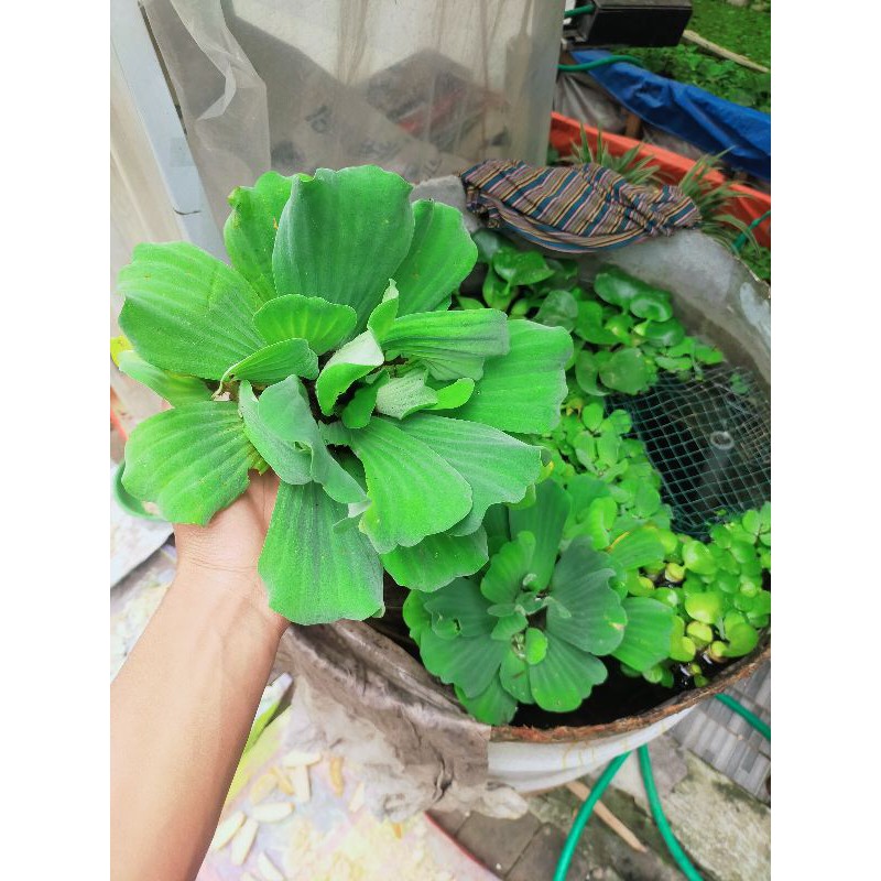Jual Tanaman Air Apu apu Super Big / Size Besar / Tanaman apu apu ...