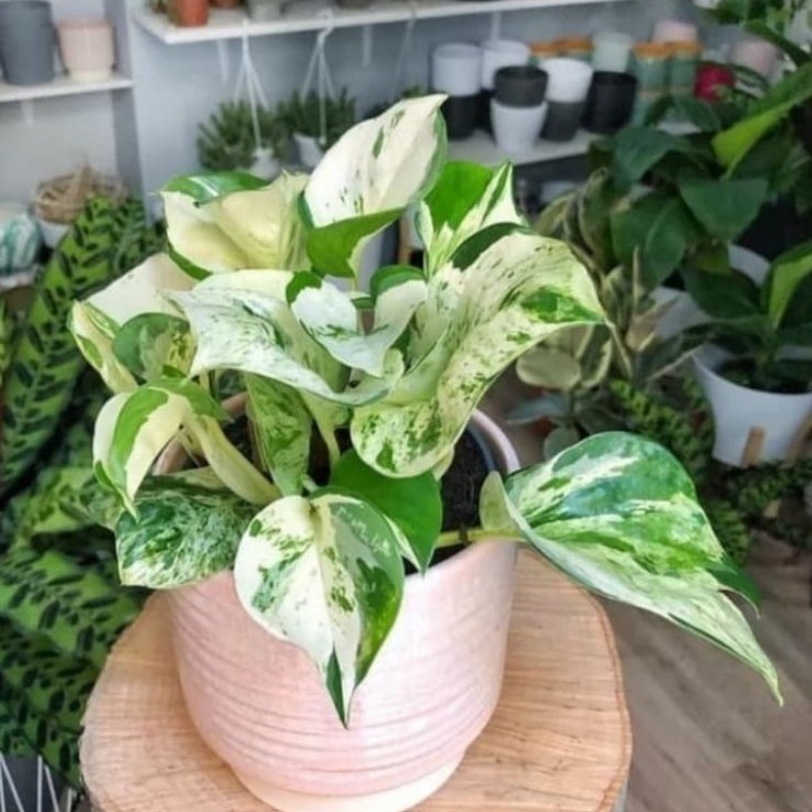 Jual Tanaman Hias Sirigading Marble Variegata / Bunga Hias Sirih Gading ...