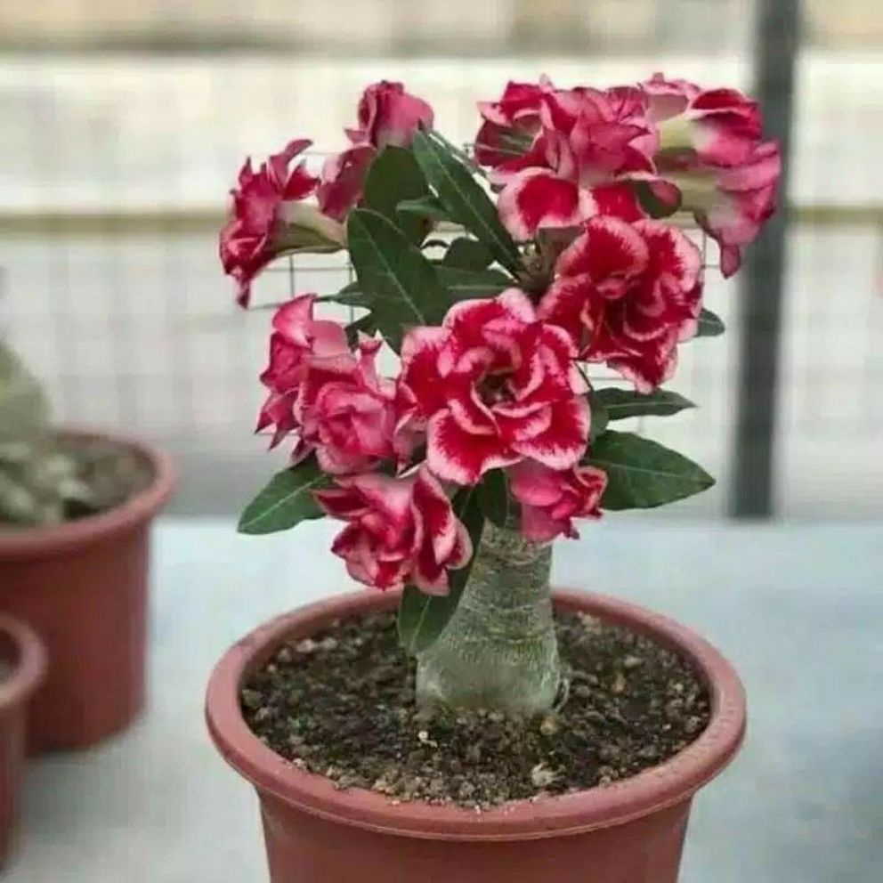 Jual PROMO!!!ADENIUM Kamboja Jepang bunga tumpuk merah slide putih ...