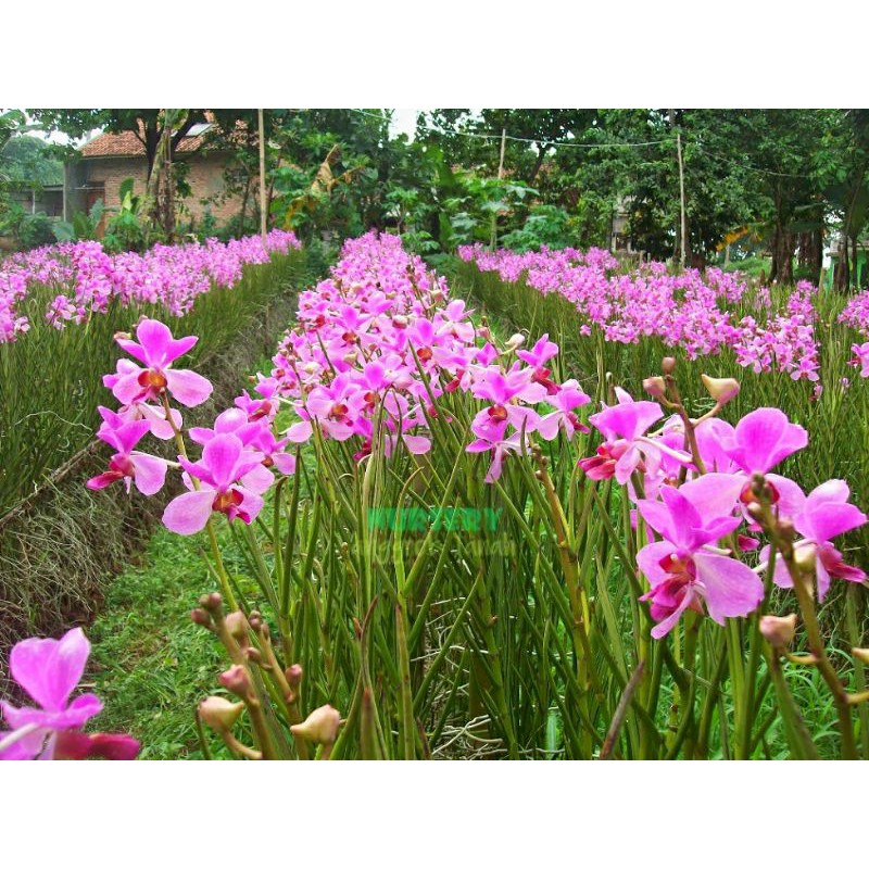 Jual anggrek tanah vanda doglas | Shopee Indonesia