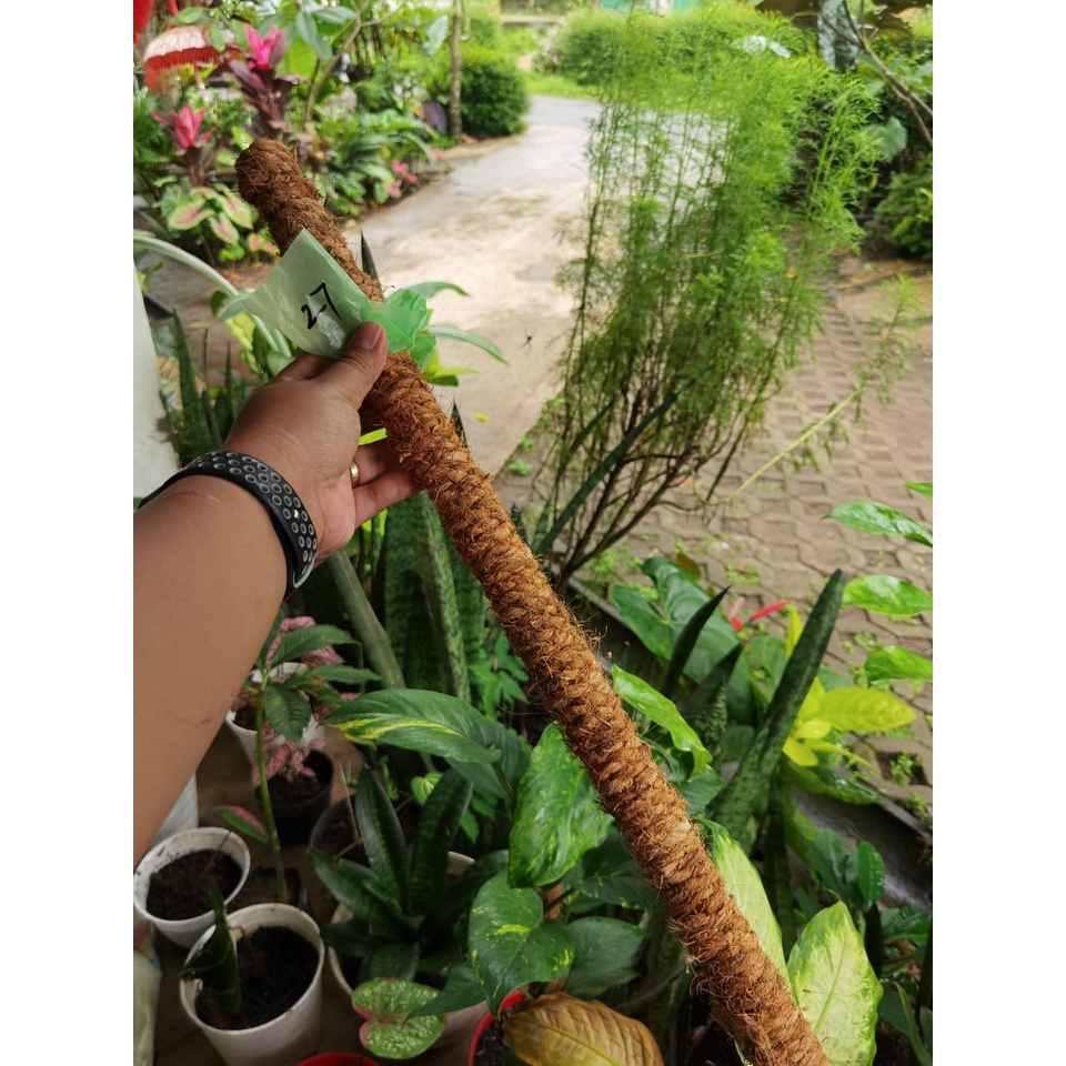 Jual Turus 70cm / Tiang Penyangga Tanaman / turus sabut kelapa / turus ...