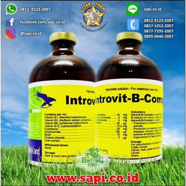 Harga Introvit-B-Complex Terbaru Agustus 2024 |BigGo Indonesia